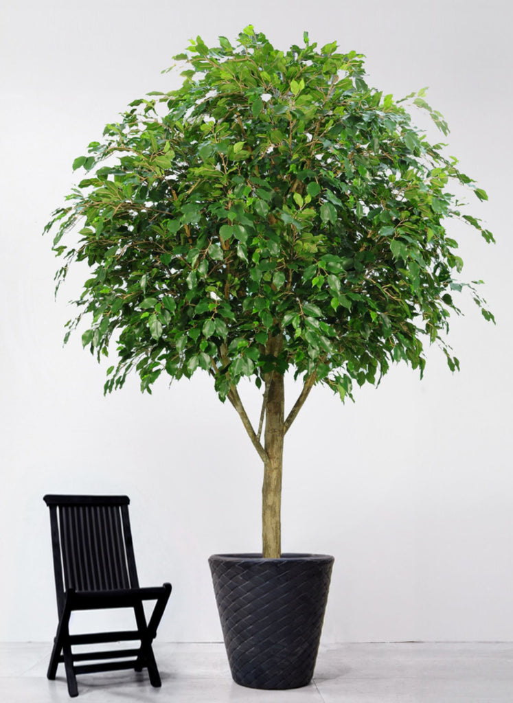 Large Artificial Ficus Tree Fire Retardant 3m or 4m Tall – Artificial Green